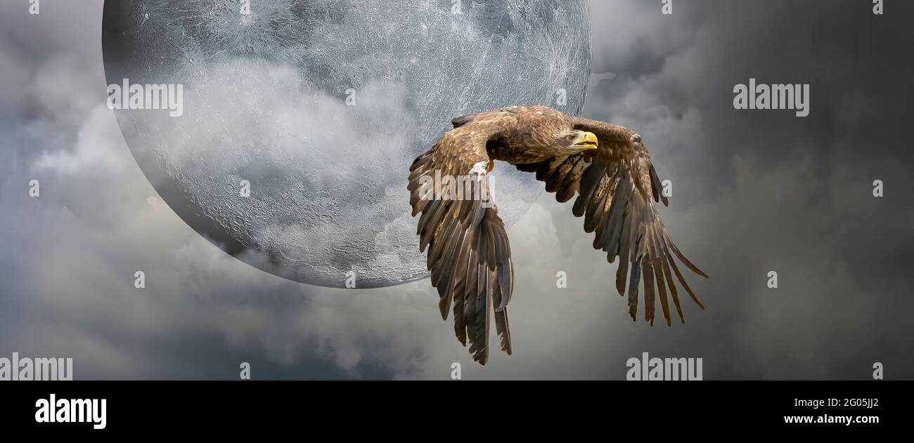 European sea eagle flying in an impressive blue sky with veil clouds ...