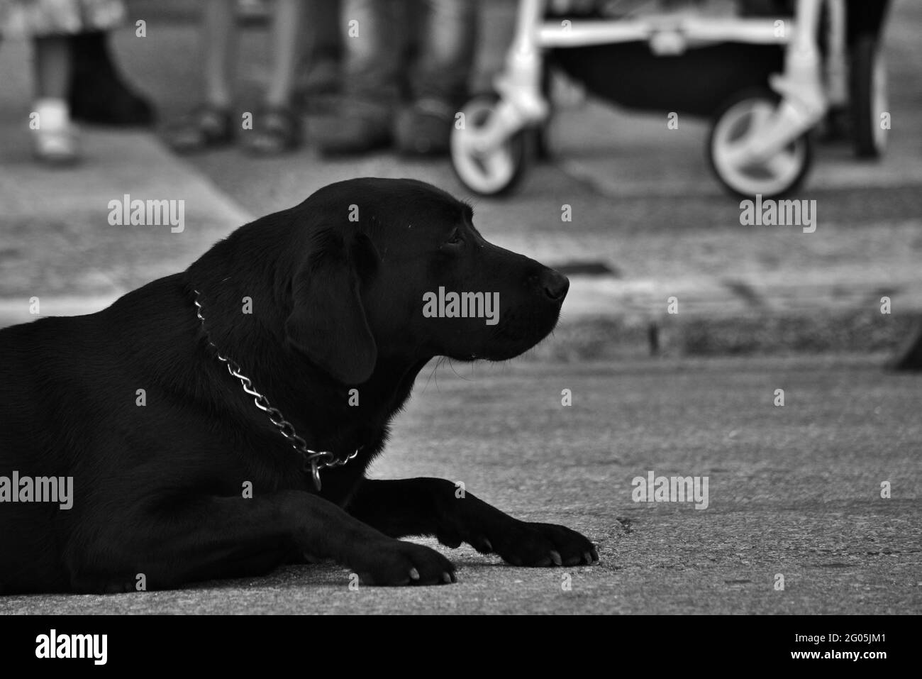 Grayscale shot of a black Labrador with a chain around its neck Stock ...