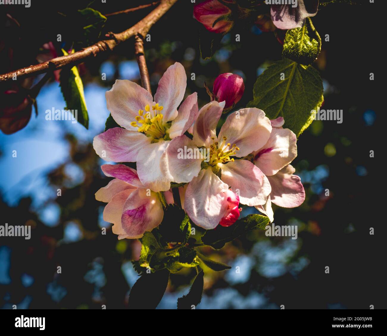Bloomed trees hi-res stock photography and images - Alamy