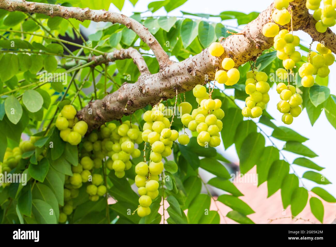 Star gooseberry tree hi-res stock photography and images - Alamy
