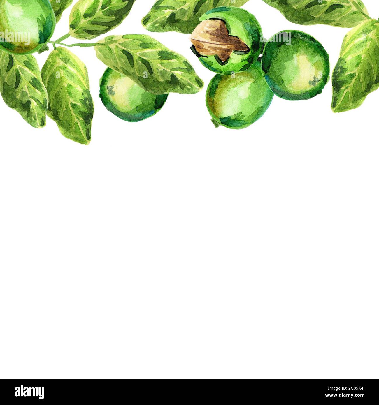 Green Walnut template. Watercolor hand-drawn background Stock Photo - Alamy