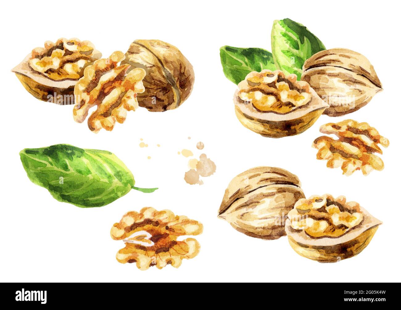 Walnut compositions set. Hand-drawn watercolor illustration Stock Photo ...