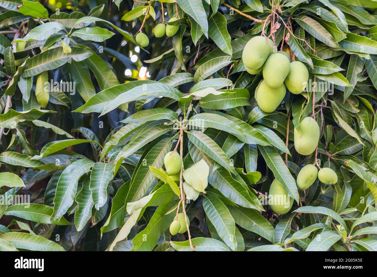 Mangoes on tree hi-res stock photography and images - Alamy