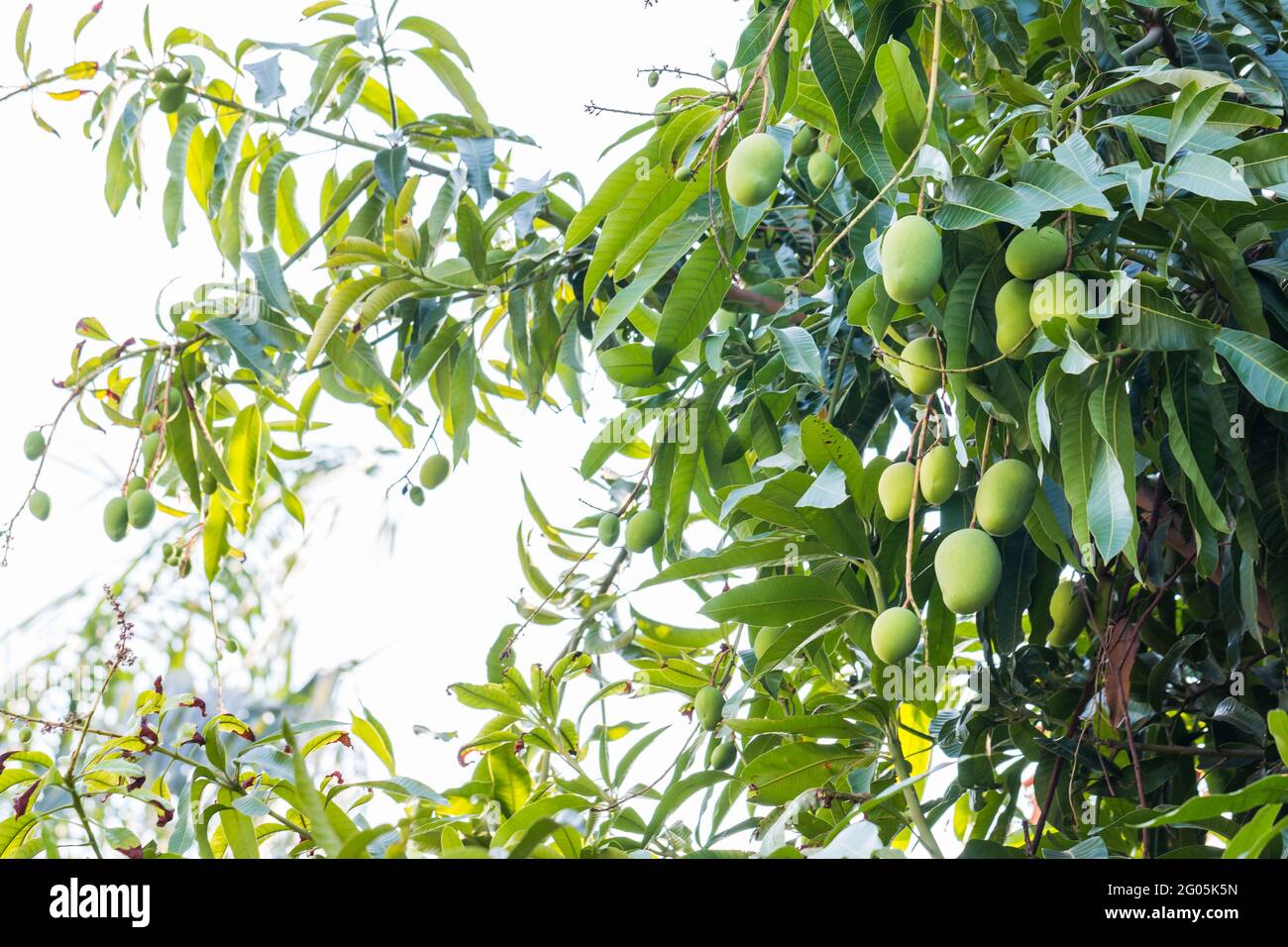 Fresh and sweet mangoes on tree on natural background Stock Photo - Alamy