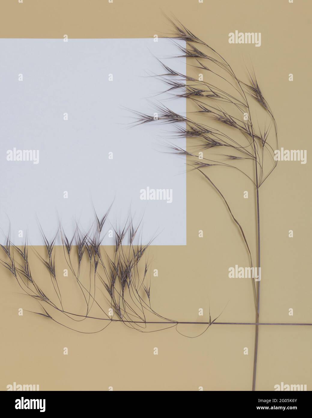 Beige grass hi-res stock photography and images - Alamy