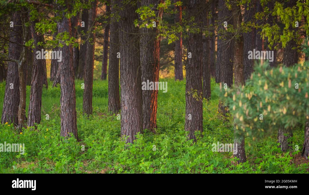 Magic evening red light in the forest with sun rays Stock Photo - Alamy