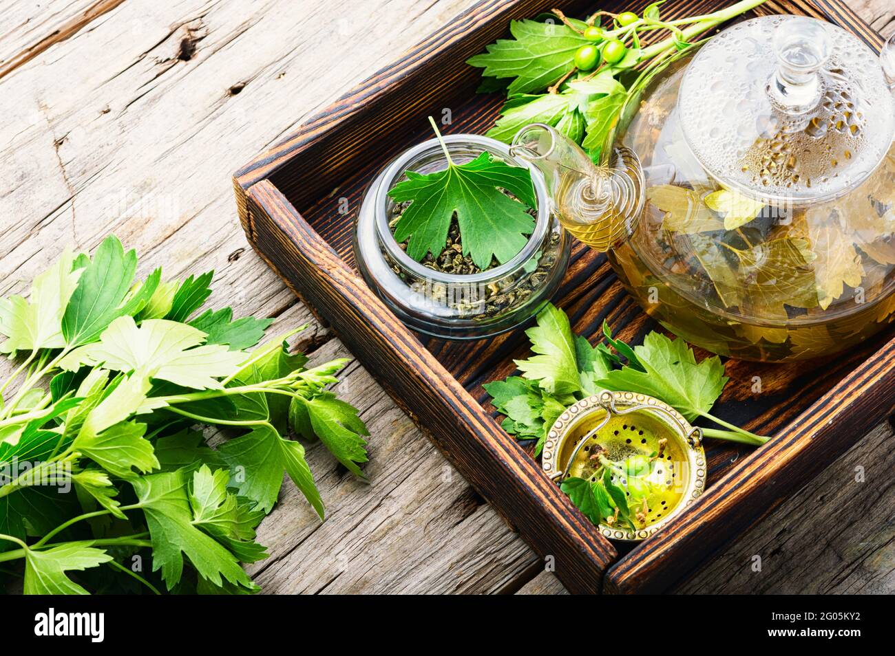 Currant leaf hi-res stock photography and images - Alamy