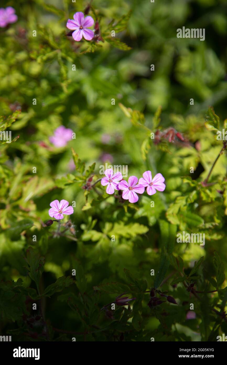 Herb Robert (Geranium robertianum Stock Photo - Alamy