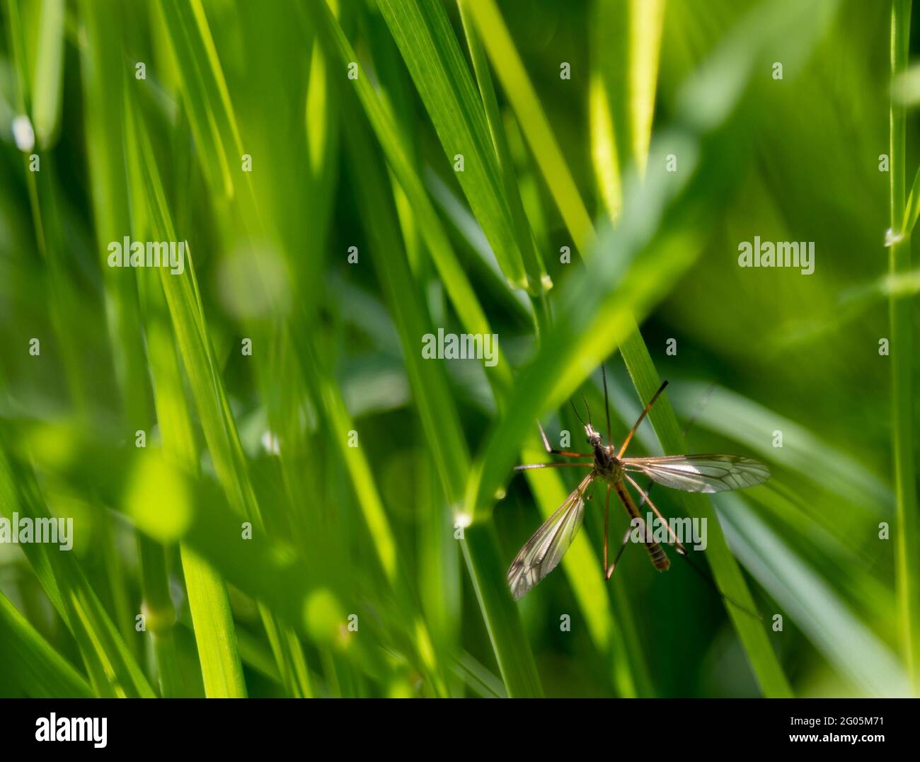 Tipula Vernalis (Cranefly Stock Photo - Alamy