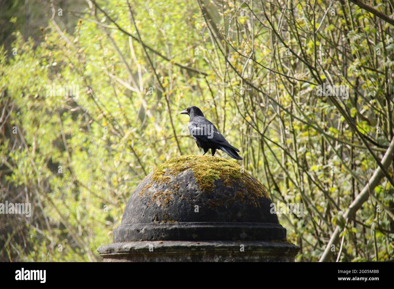 A Large Black Crow Bird Standing on a Stone Pillar Stock Photo - Alamy