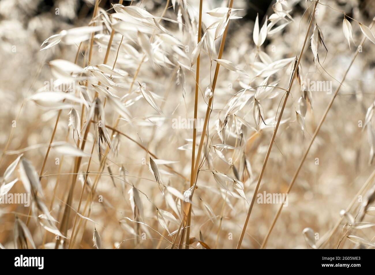 Beautiful calming dry grass background with seamless natural pattern ...