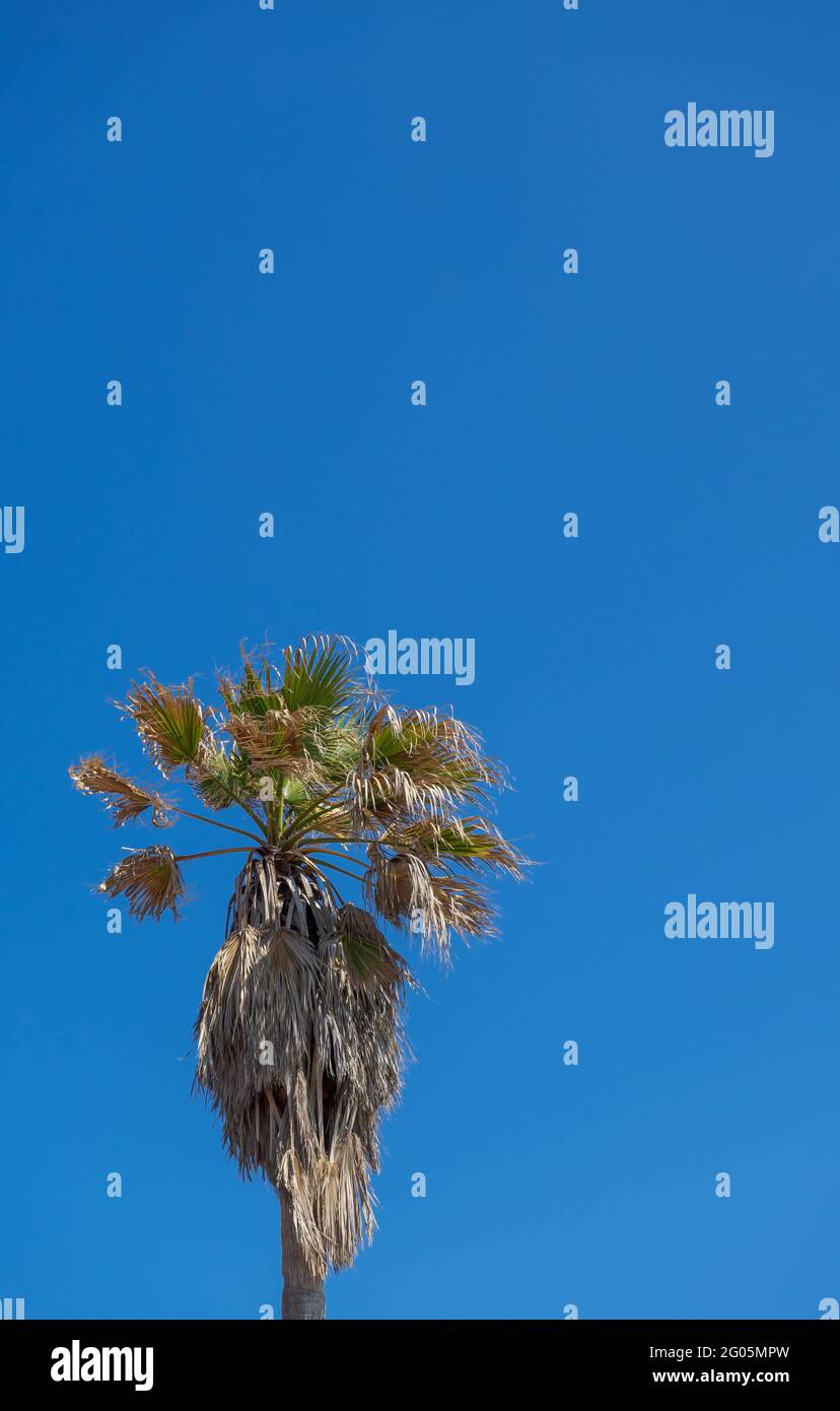 Unpruned hi-res stock photography and images - Alamy