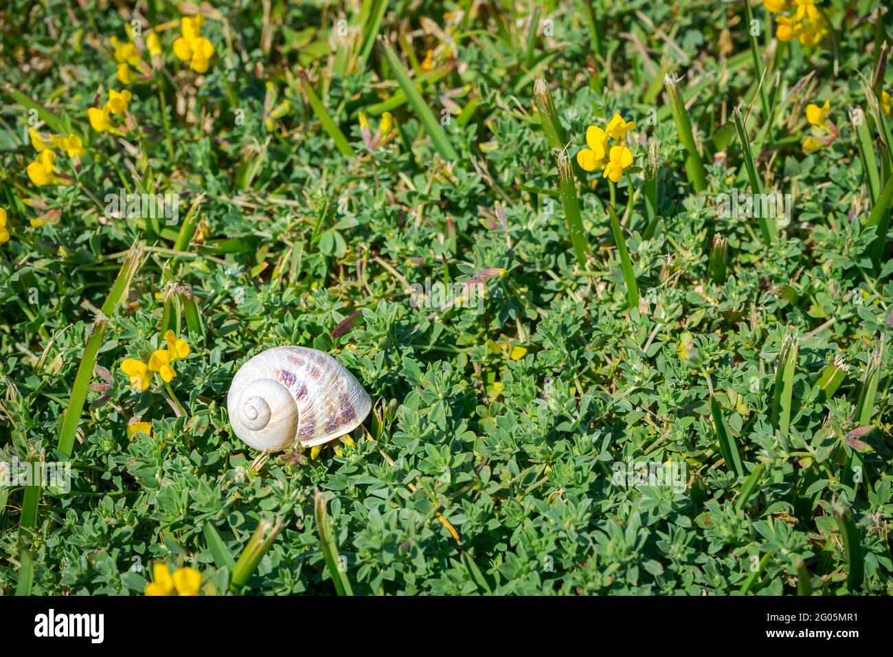 Little snail on the grass in the garden, with yellow flowers Stock ...