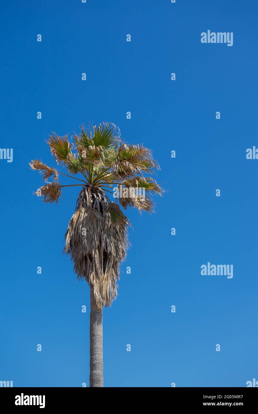 Unpruned tree hi-res stock photography and images - Alamy