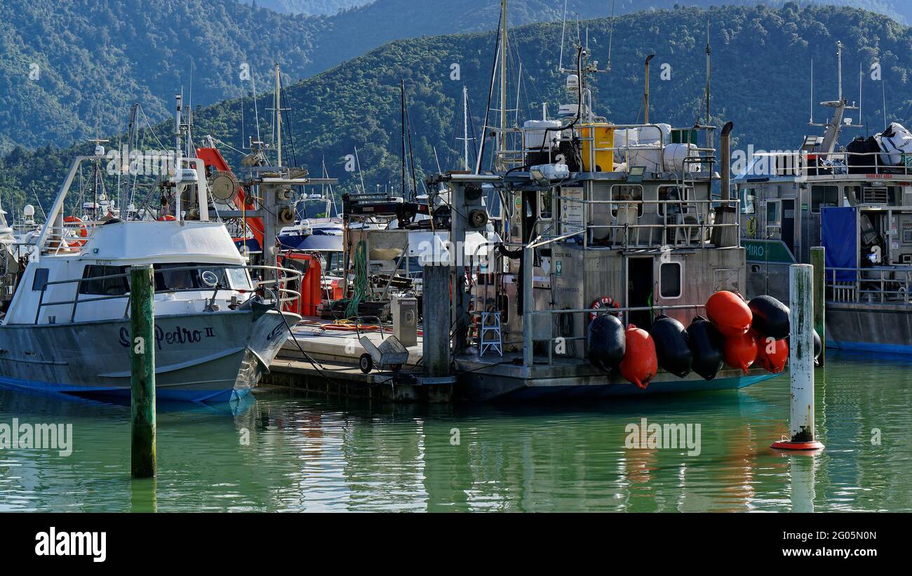 Mussel farm support vessels berthed at Havelock Marina, Marlborough ...