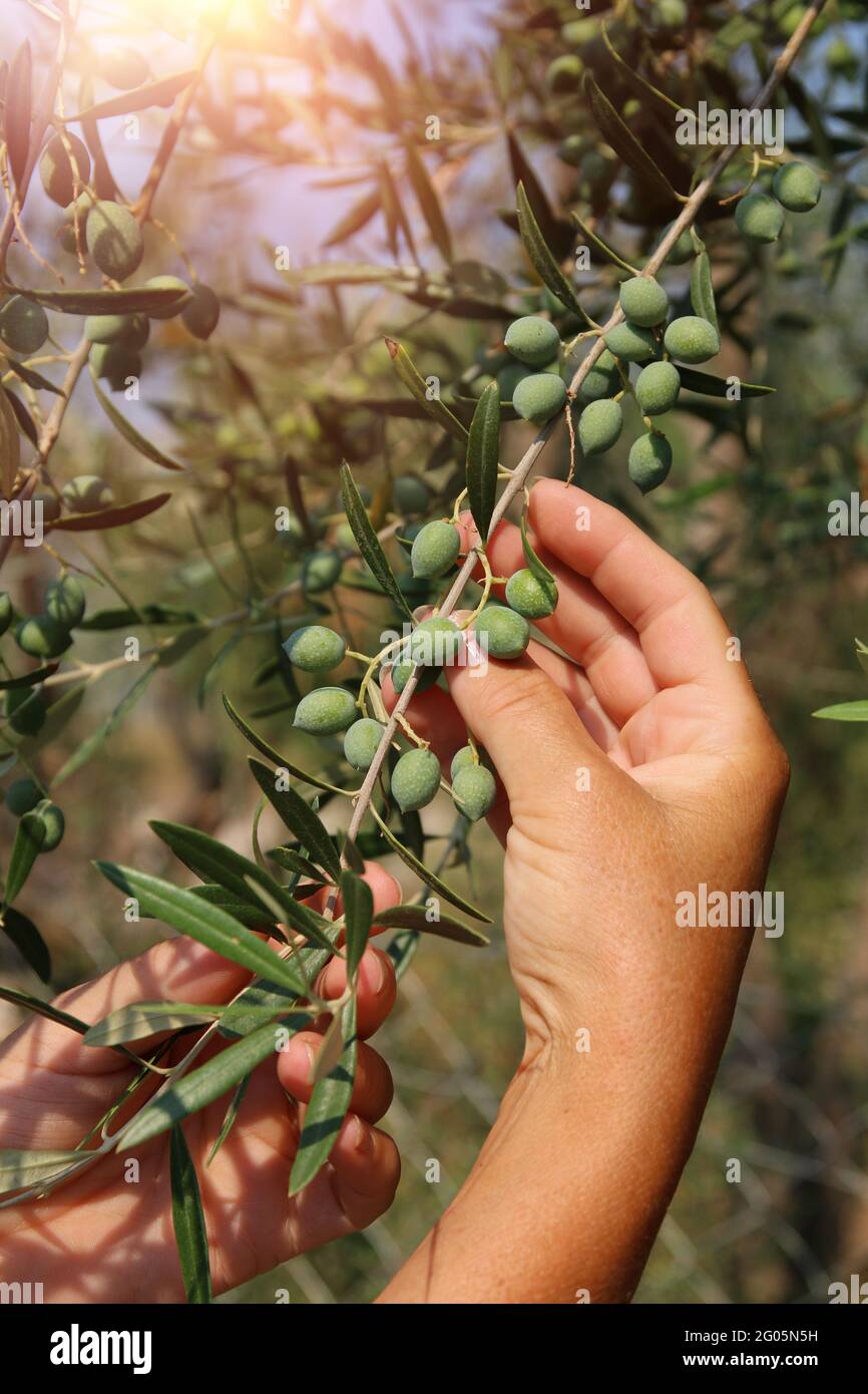 Tanned female hands touching young green olives picking harvest from ...