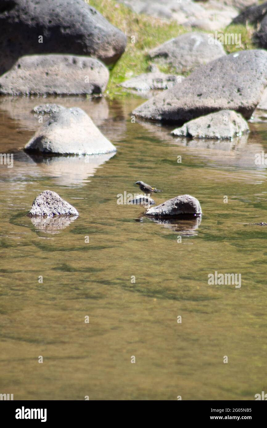 Vertical shot of a bird perched on a rock in a green lake Stock Photo ...