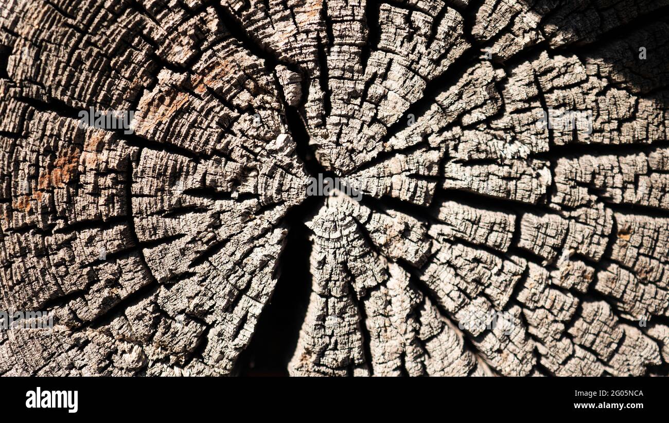 texture of tree stump. the tree was cut down Stock Photo - Alamy