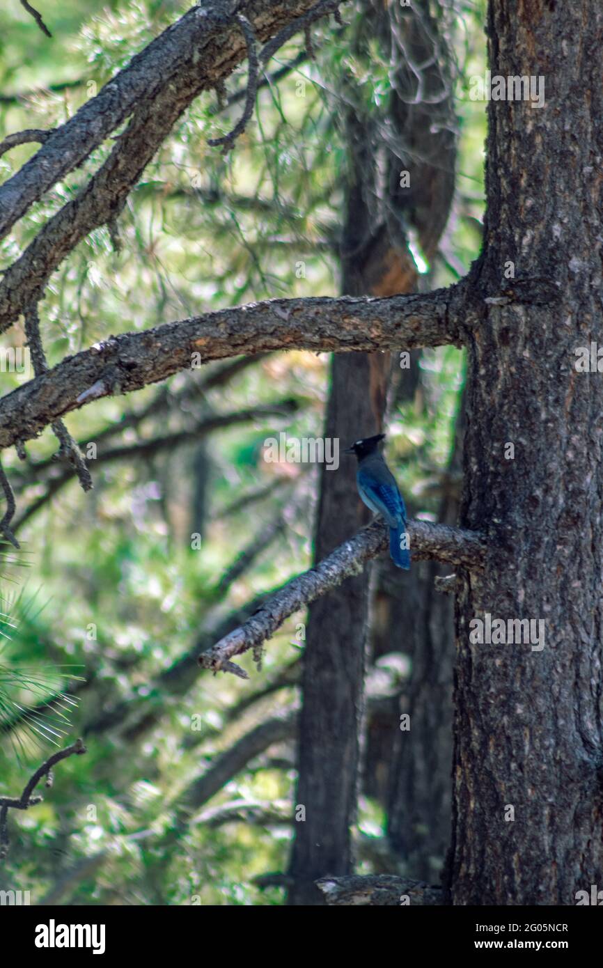 Closeup stellers jay bird hi-res stock photography and images - Alamy