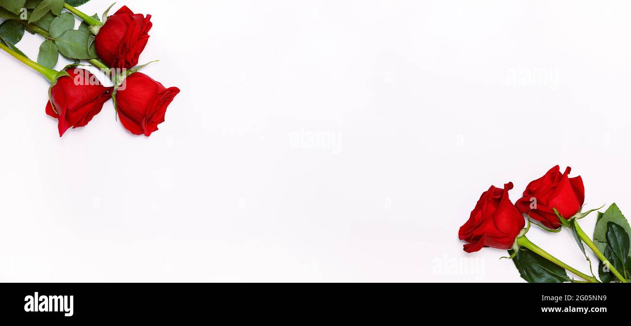 frame of dark red roses isolated on white background Stock Photo - Alamy