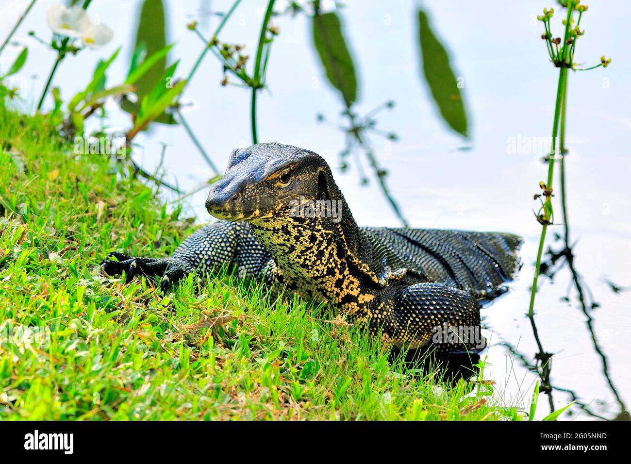 Ring Lizard High Resolution Stock Photography and Images - Alamy