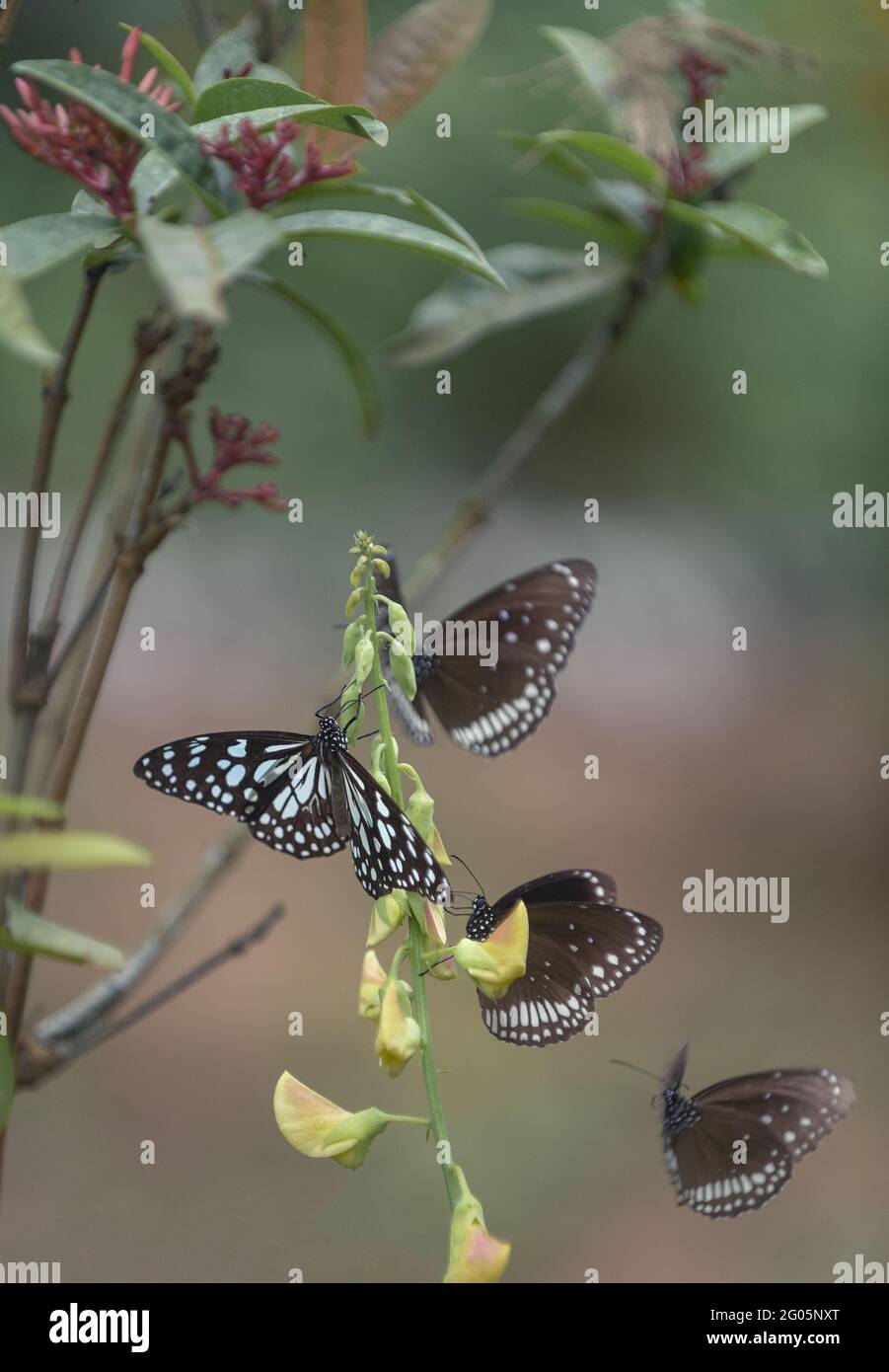 Butterflies around flowers hi-res stock photography and images - Alamy