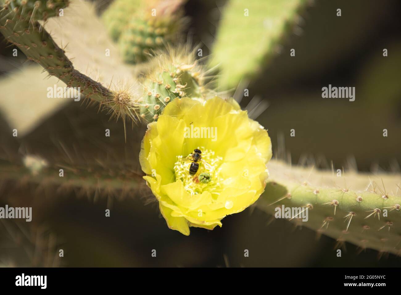 Top view honey bee sitting hi-res stock photography and images - Alamy
