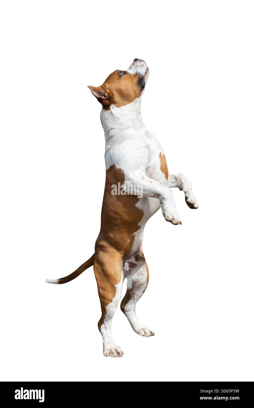 American Staffordshire terrier stands on hind legs isolated on white ...