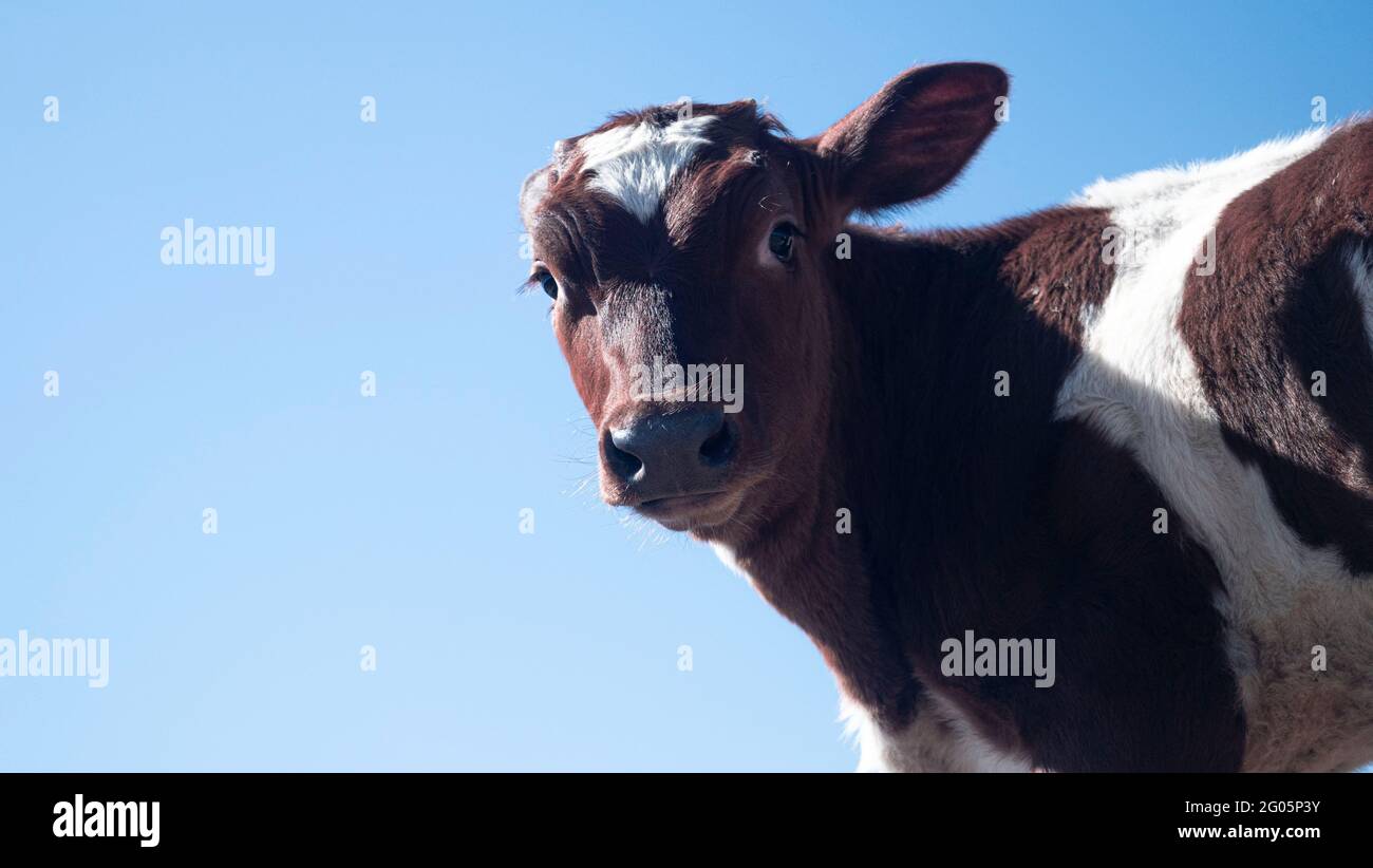 See the calf looking at you hi-res stock photography and images - Alamy