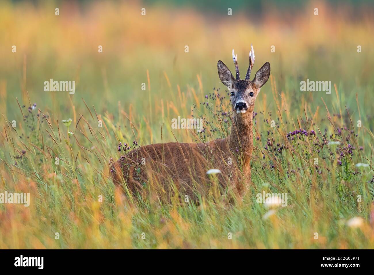 Alert roe deer buck standing in tall grass on a meadow in summer nature ...