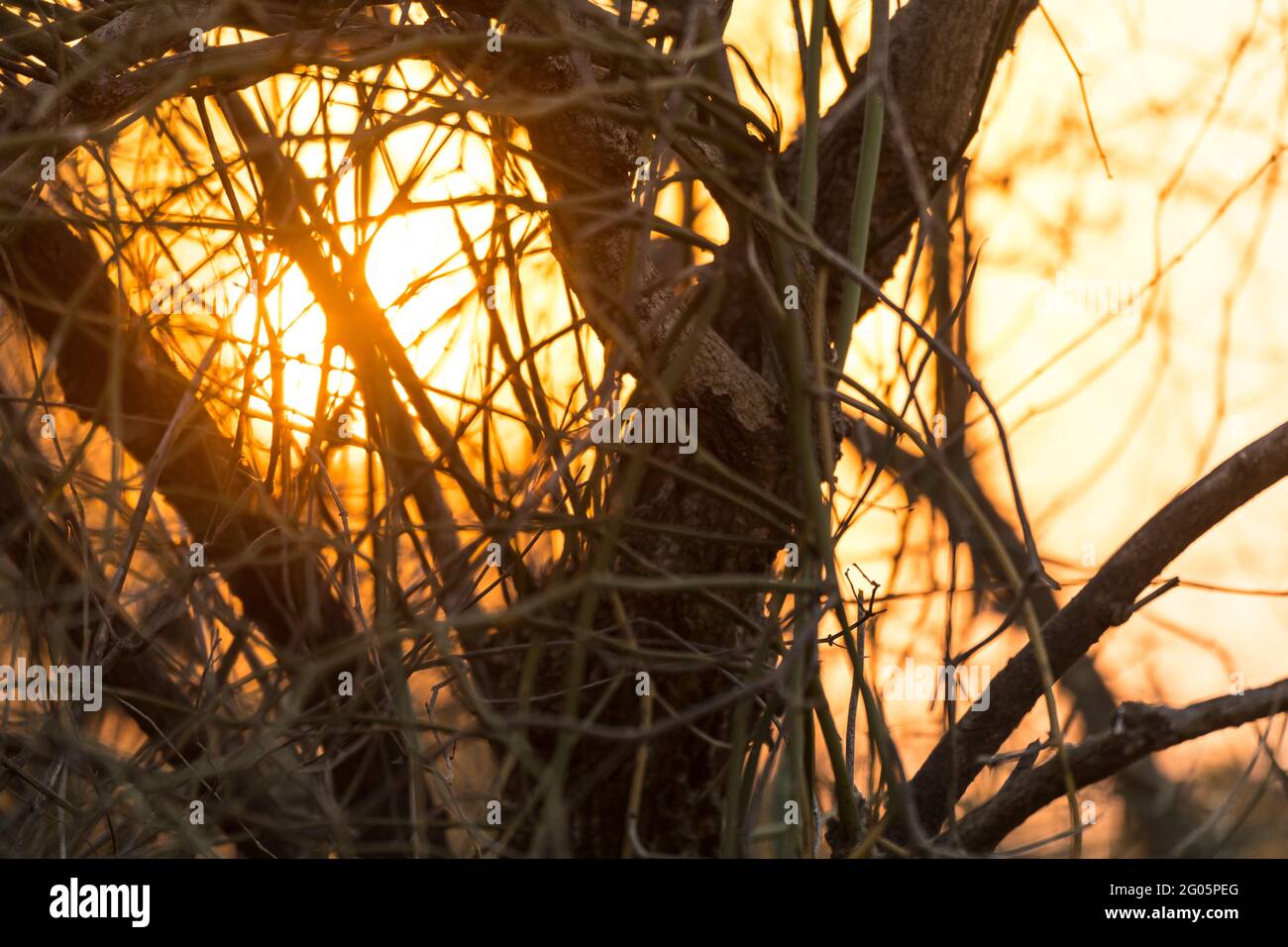 Sunlight flaring through dense dry deciduous trees of a private ...