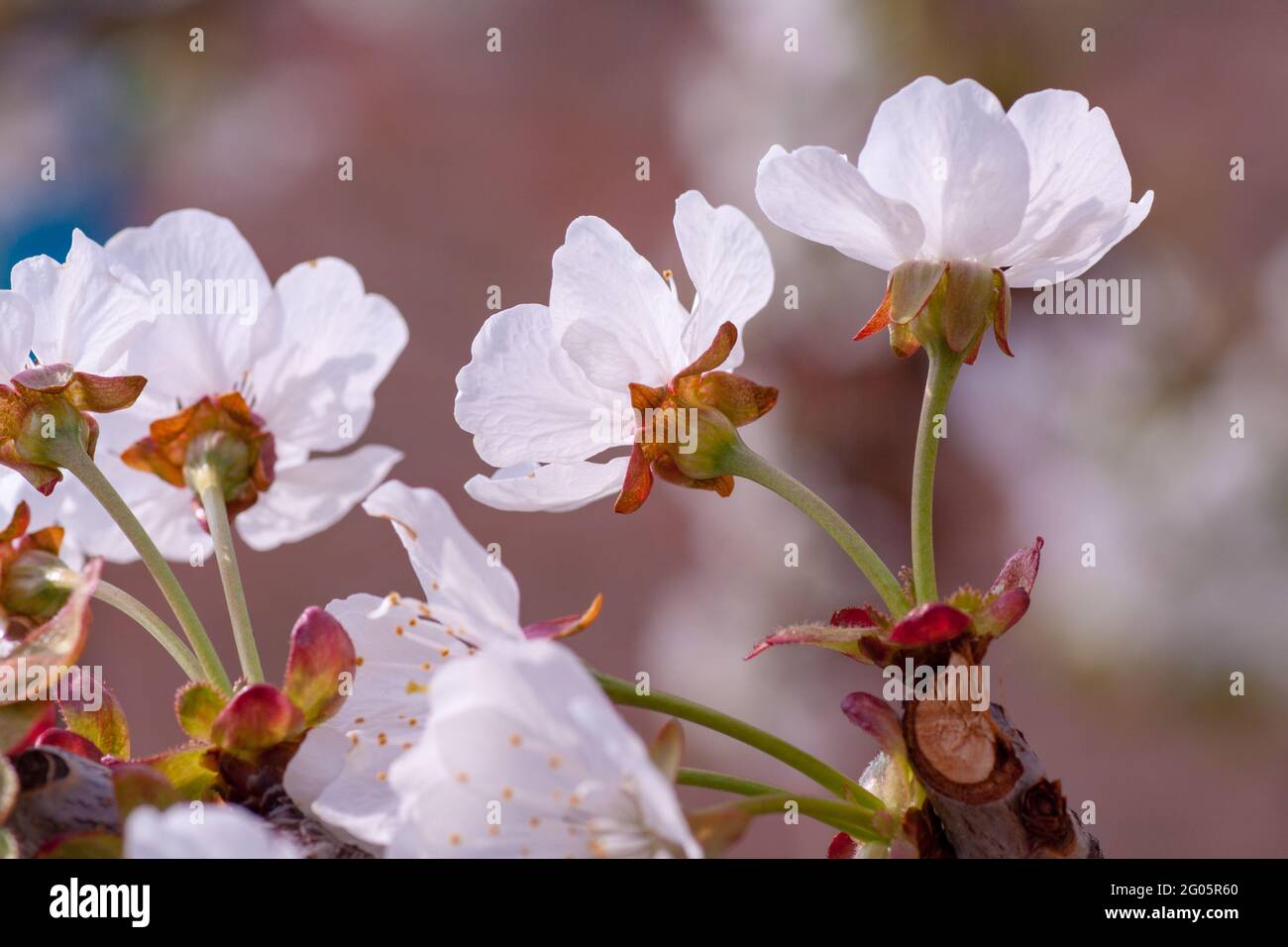 Beautiful nature scene with blooming tree and sun flare. Sunny day ...