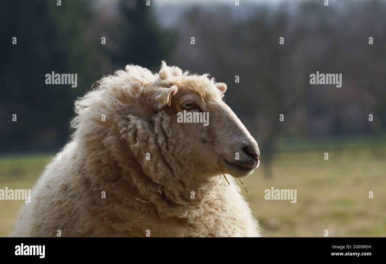 White face of sheep hi-res stock photography and images - Alamy