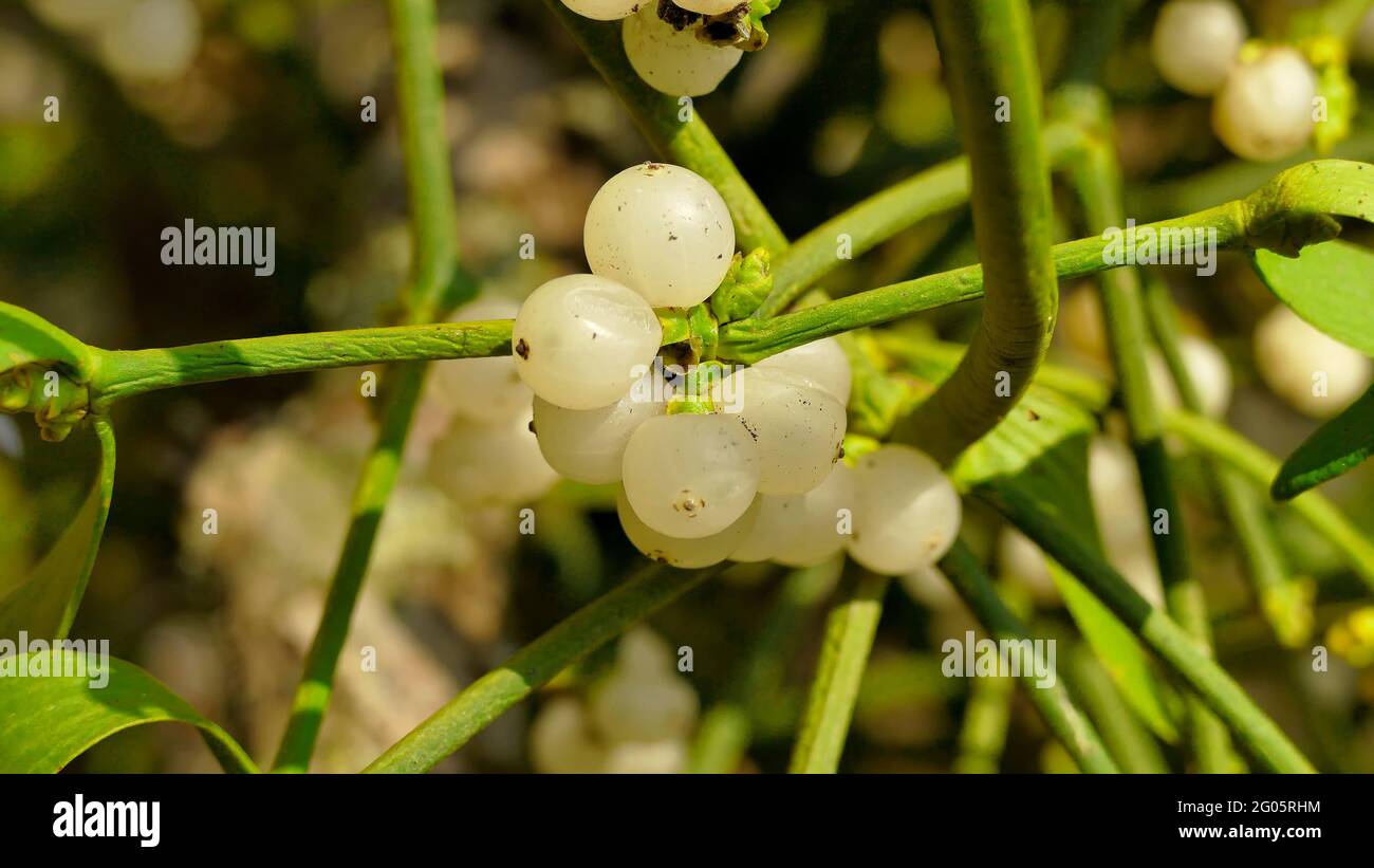 Mistletoe Therapy High Resolution Stock Photography and Images - Alamy