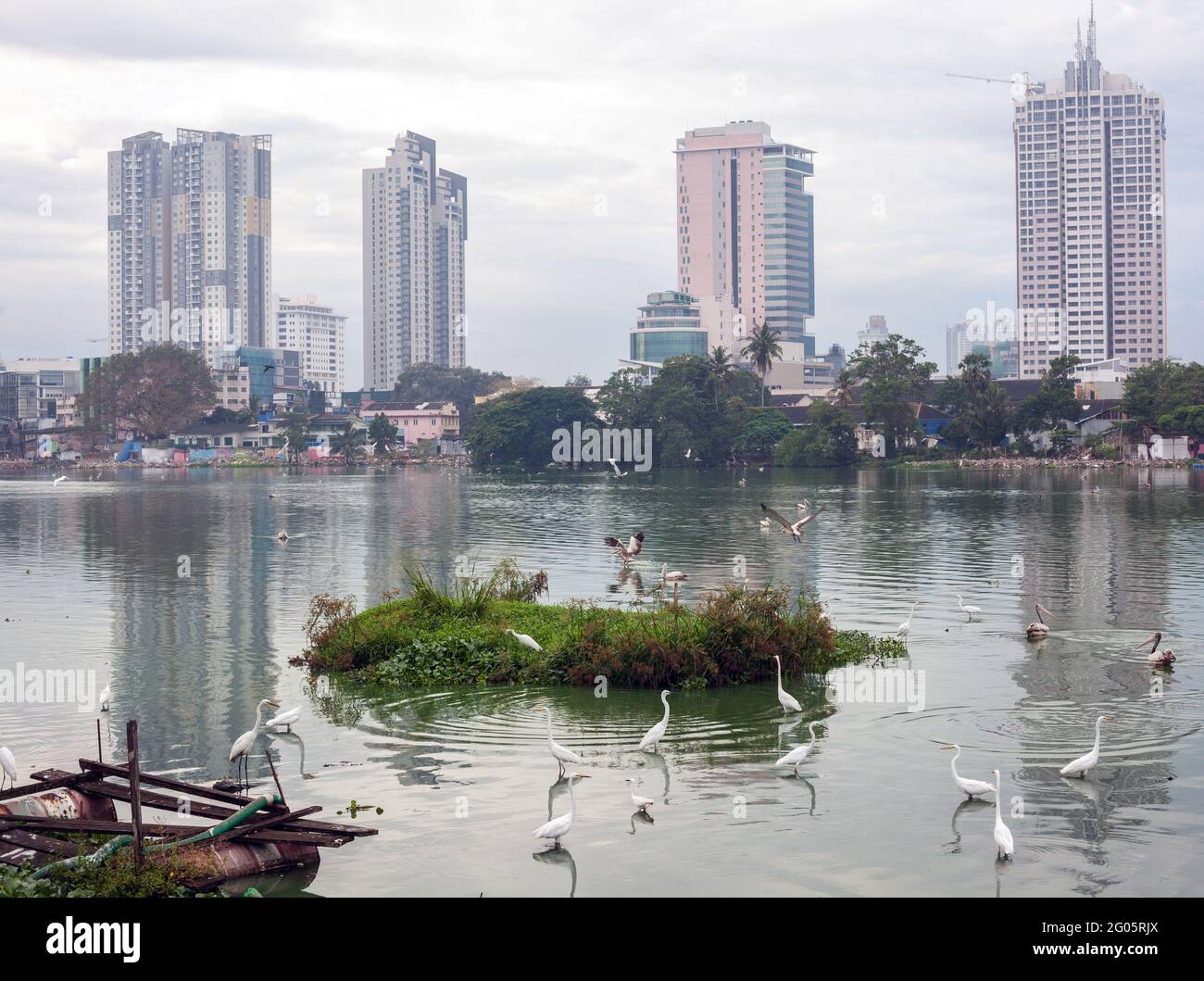 Wildlife in the water and high rise apartment buildings along riverside ...