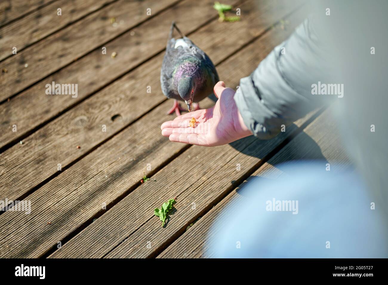 Human hand feeding the pigeon bird Stock Photo - Alamy