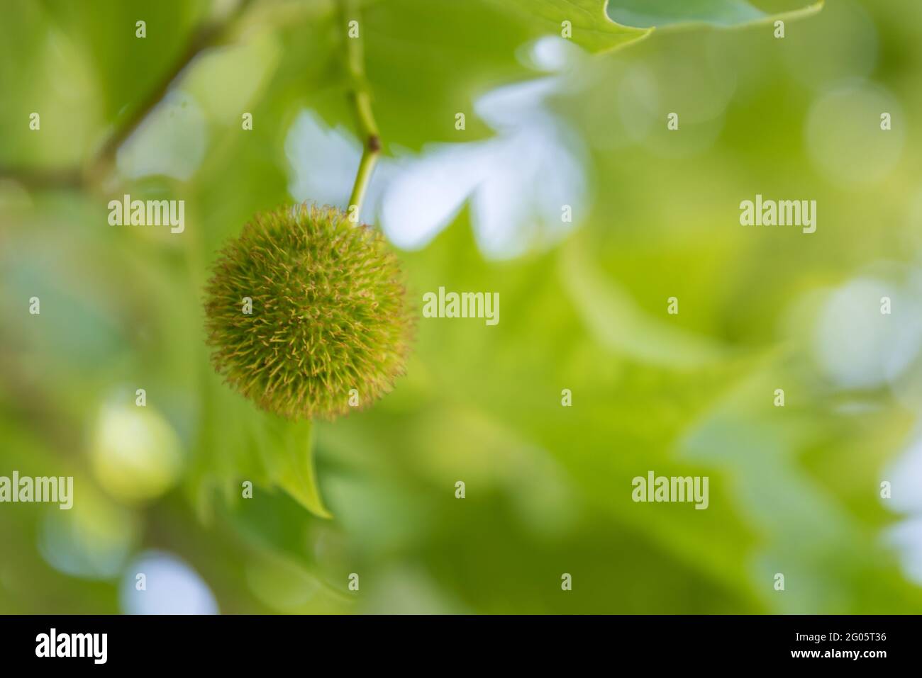 Maple-leaved Plane Tree - Green Fruit Of A Common Plane Tree Stock ...