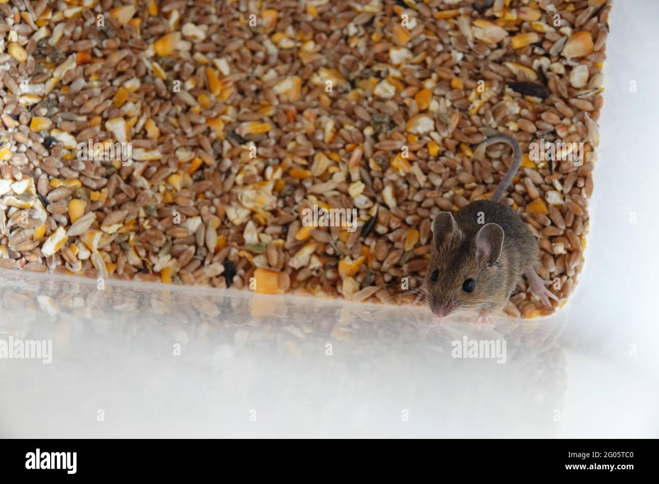 Little Mouse In The Grain Stock Photo - Alamy