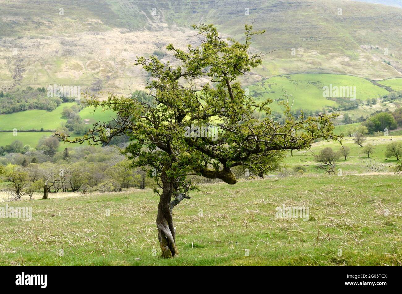 Old gnarled hi-res stock photography and images - Alamy