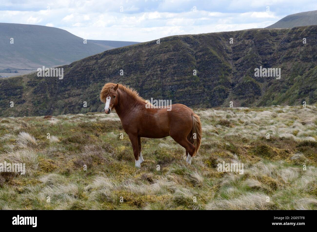 Gleisiad High Resolution Stock Photography and Images - Alamy
