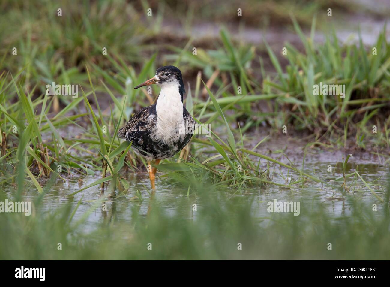 Ruff bird hi-res stock photography and images - Alamy