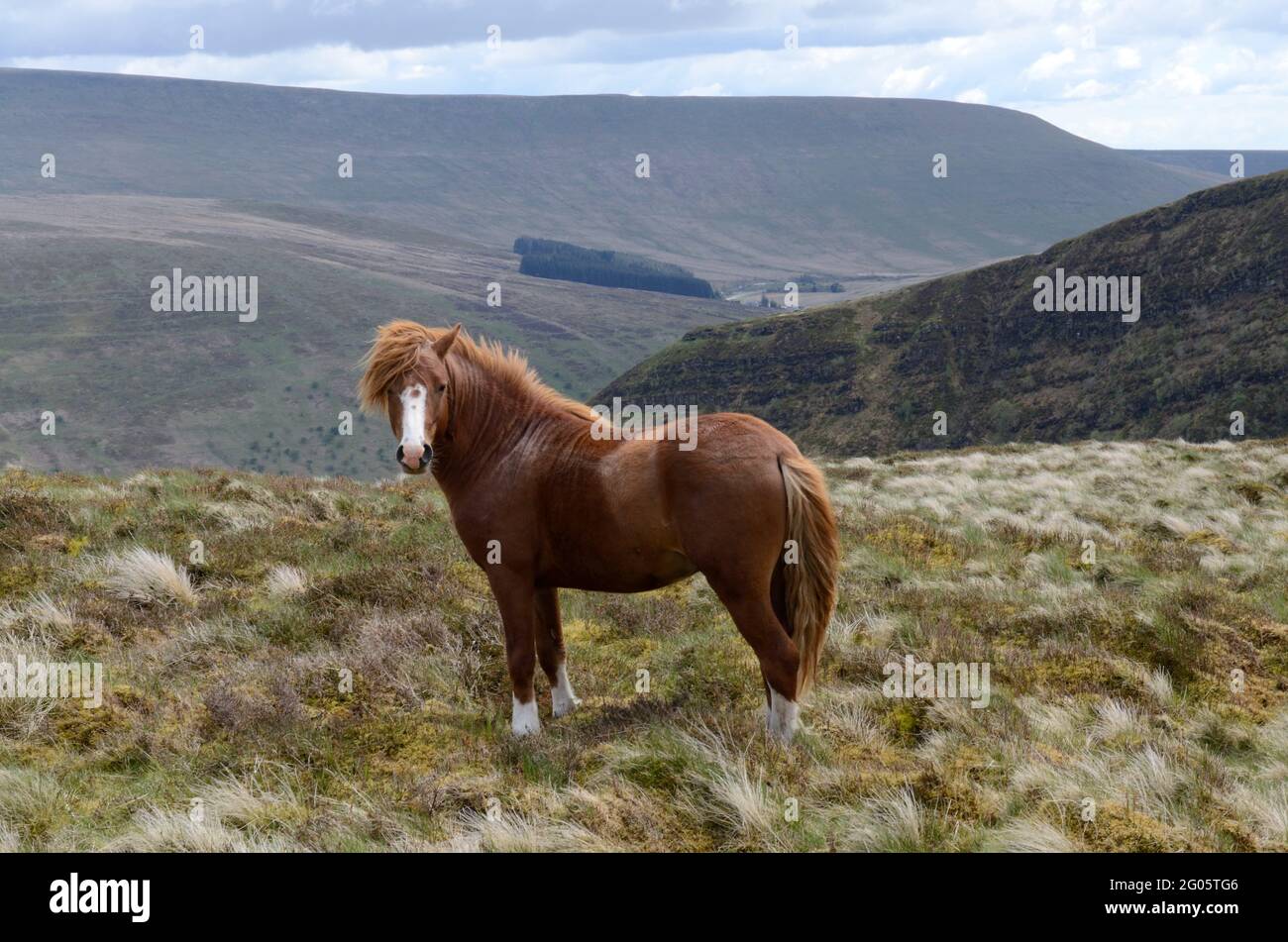 Gleisiad High Resolution Stock Photography and Images - Alamy