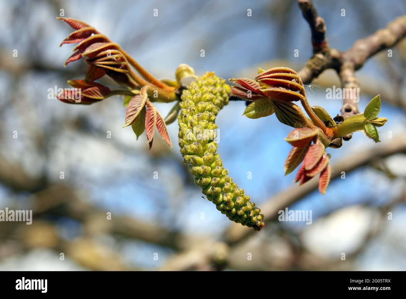 Walnut blossom hi-res stock photography and images - Alamy