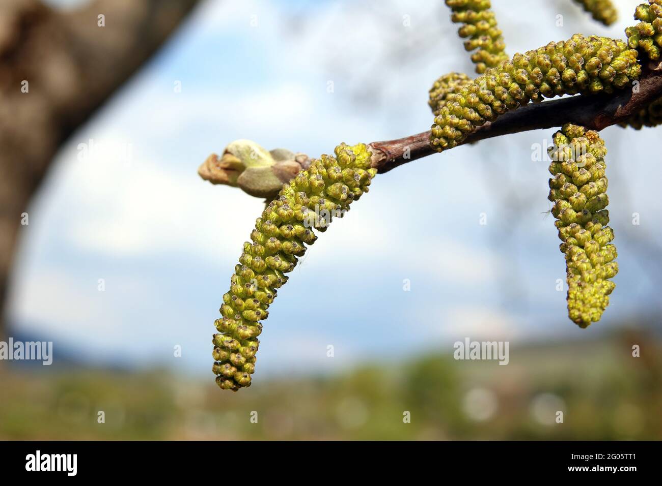 Walnut blossom hi-res stock photography and images - Alamy