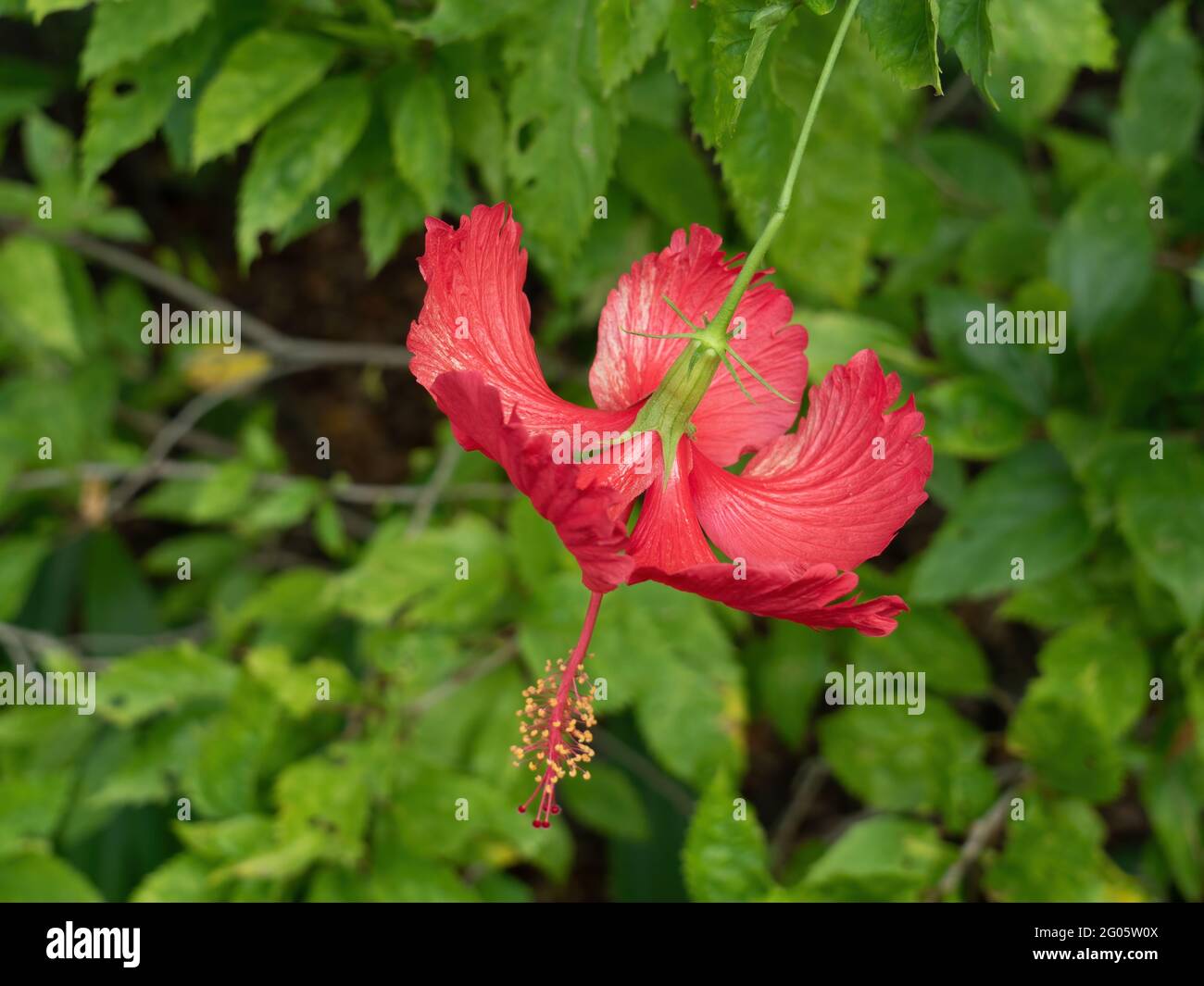 Fringed hibiscus hi-res stock photography and images - Alamy