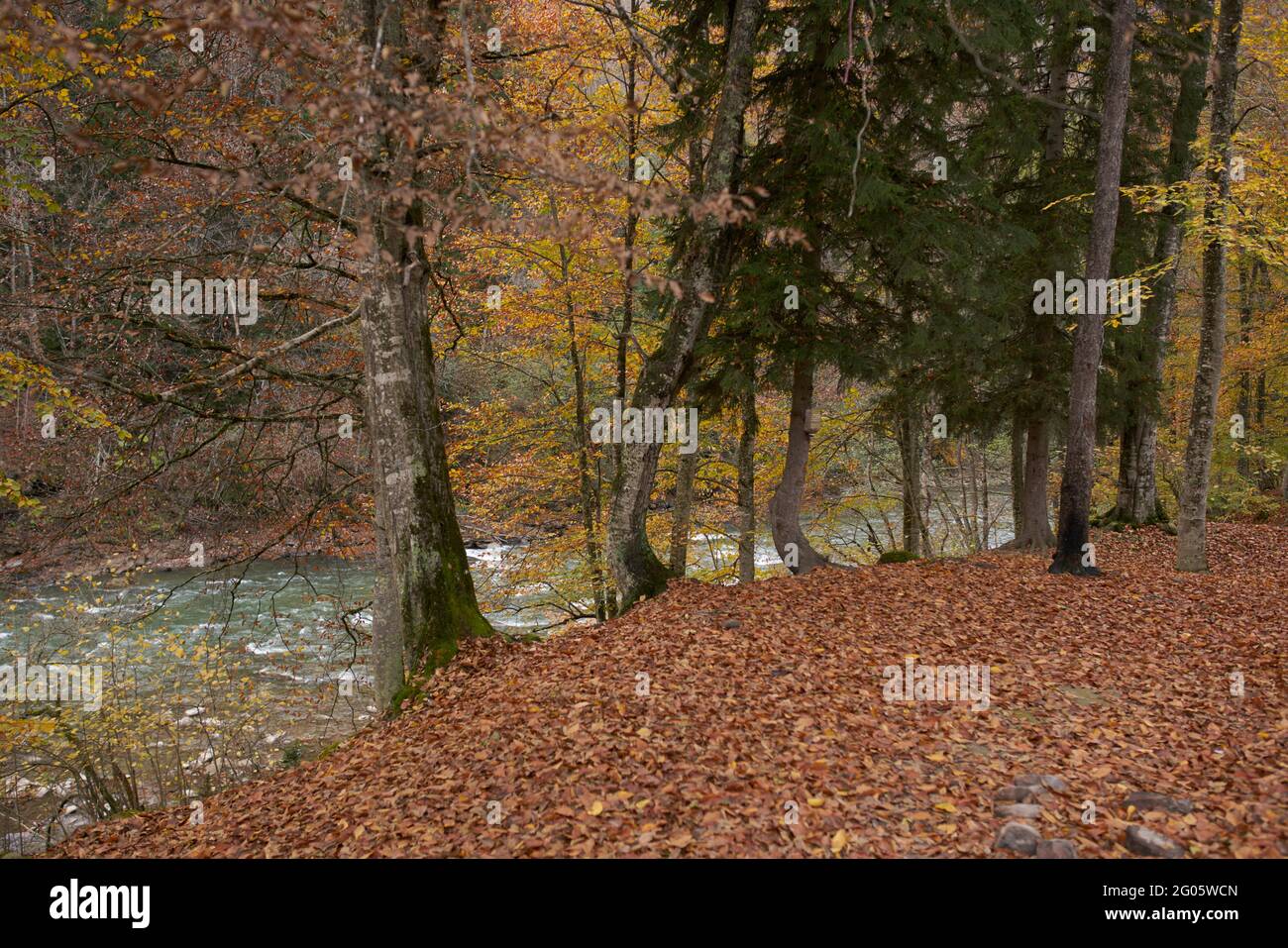 landscape fresh air autumn leaf fall tall trees nature Stock Photo - Alamy