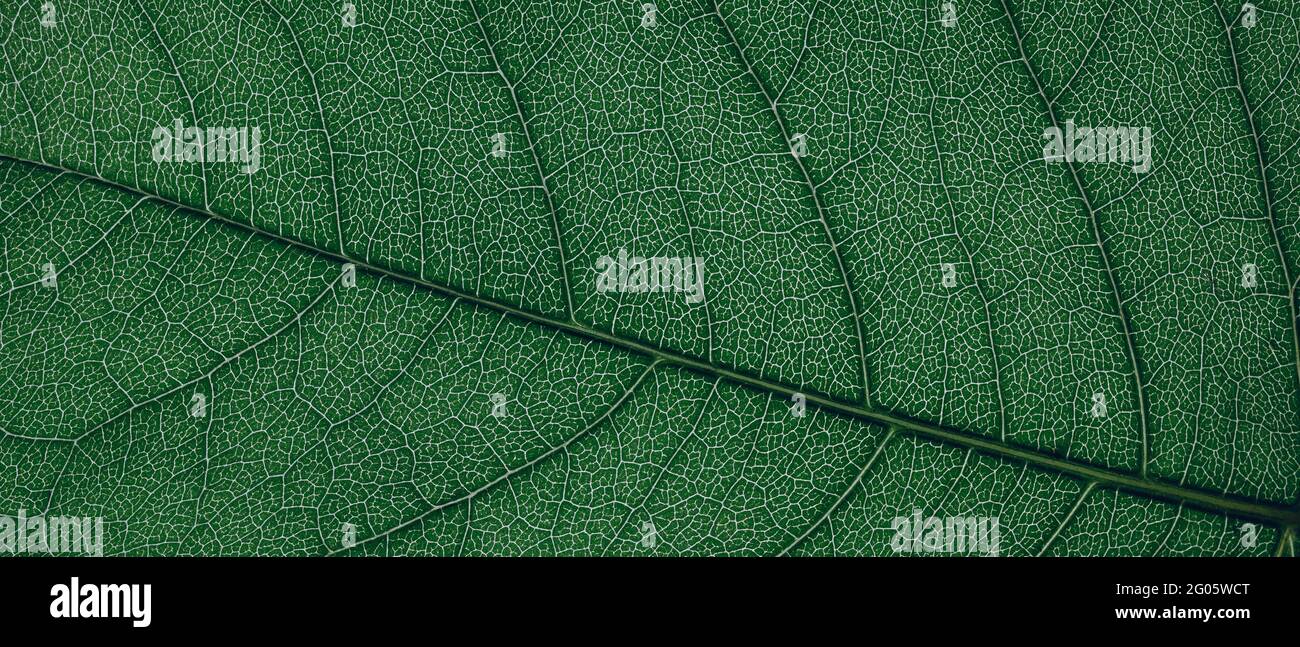 Translucent leaf of the plant. Eco-friendly background Stock Photo - Alamy