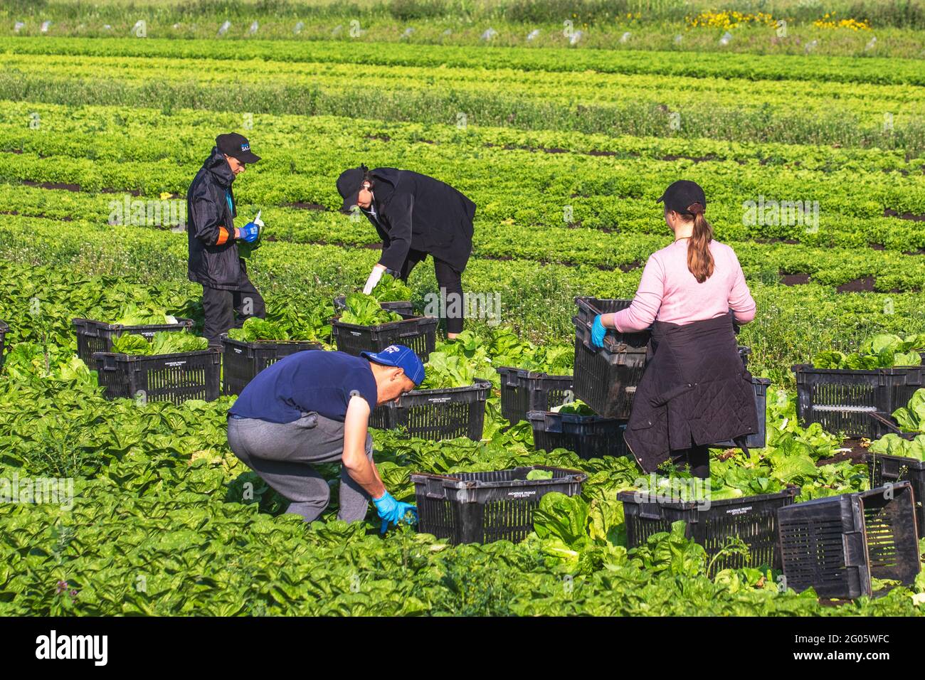 Ukrainian farm workers hi-res stock photography and images - Alamy