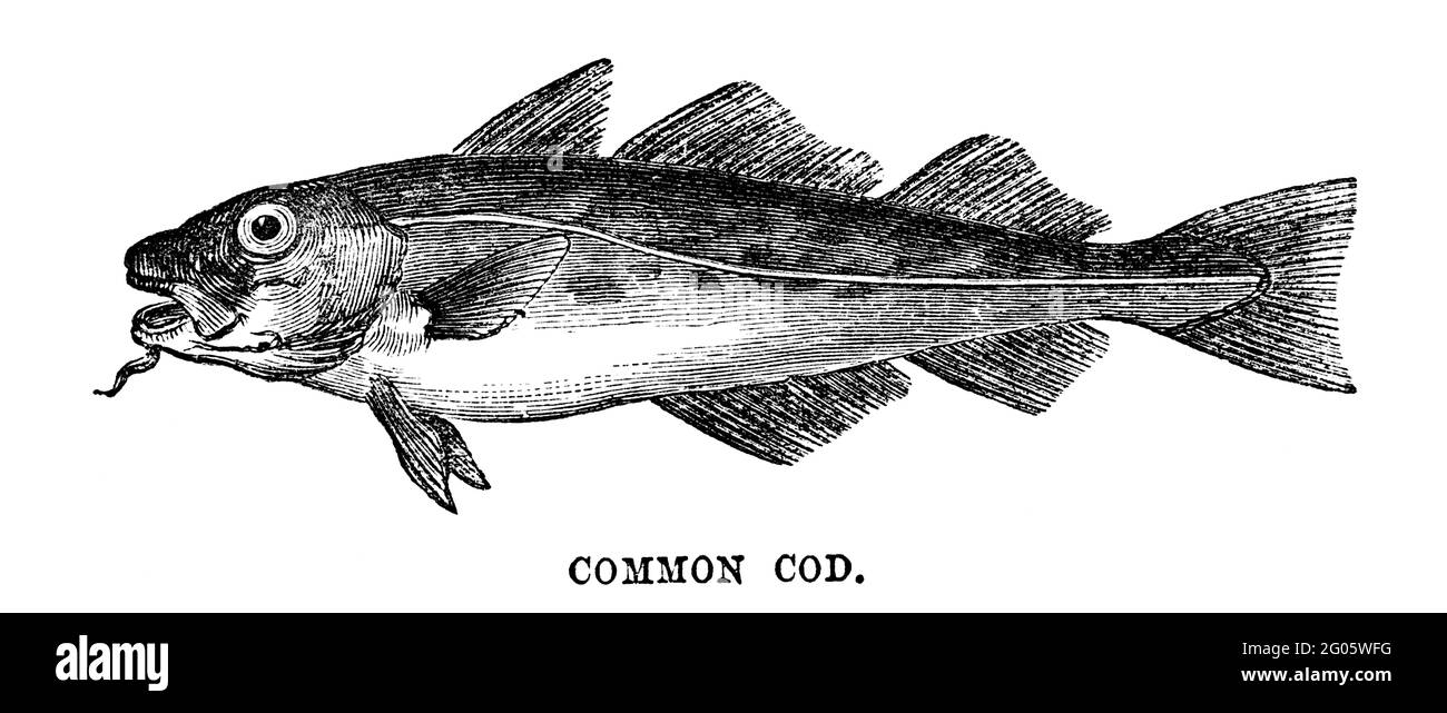 Atlantic cod drawing hi-res stock photography and images - Alamy