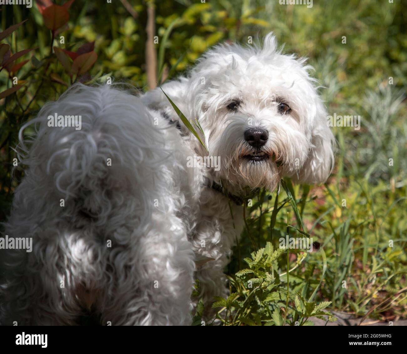Bichon dog named Nanja looking back Stock Photo - Alamy